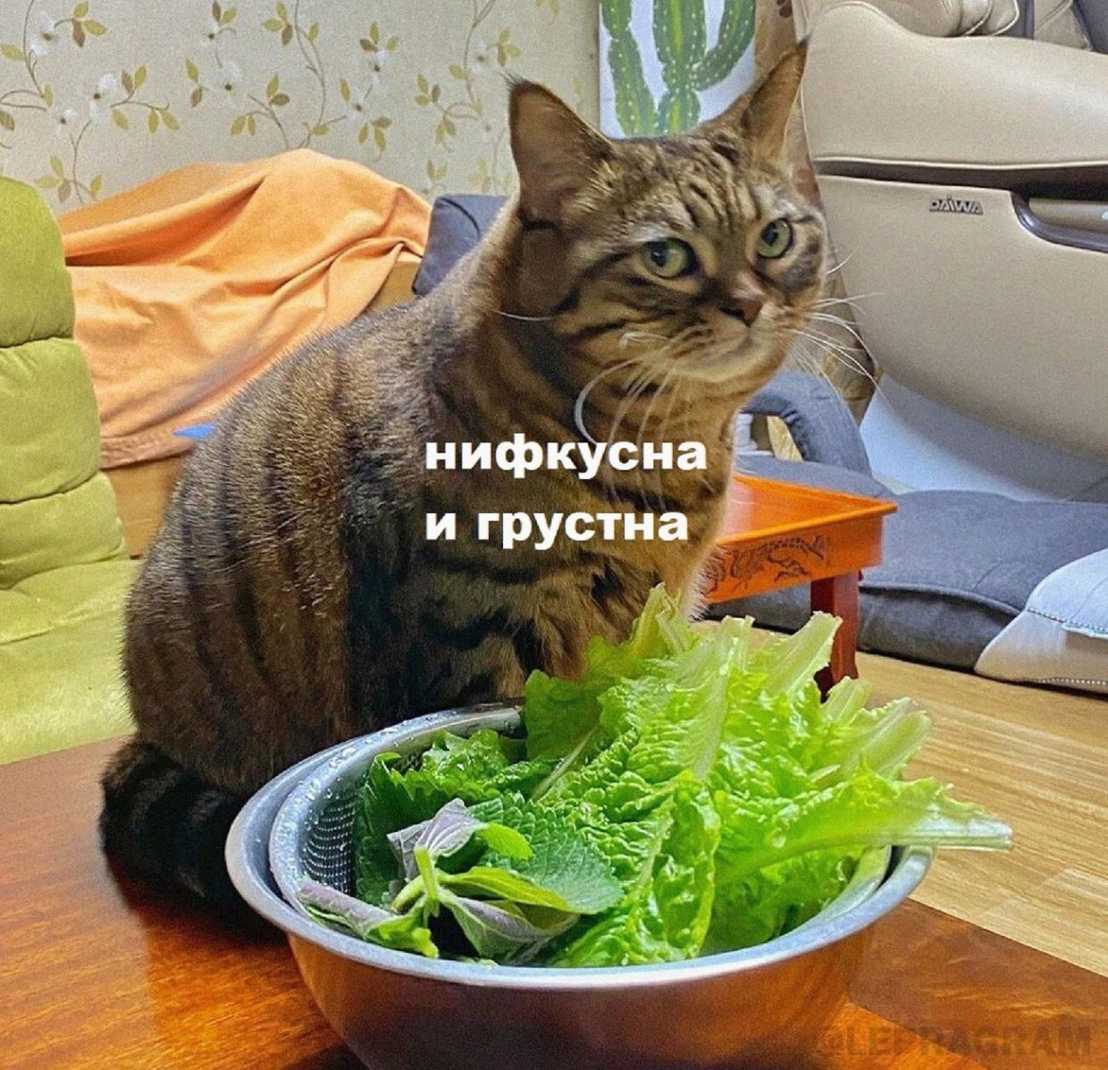 Мемы с котами 2025: смешные, популярные, фото, с надписями - Чемпионат