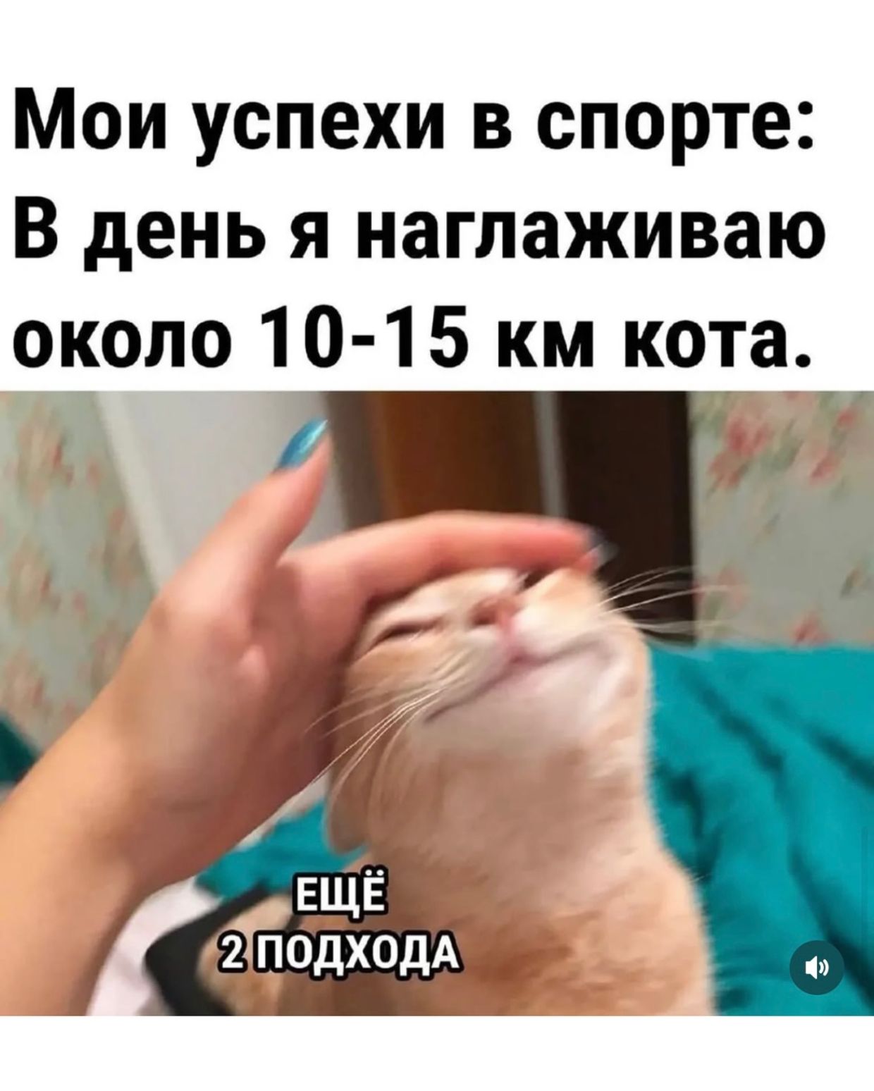 Мемы с котами 2025: смешные, популярные, фото, с надписями - Чемпионат