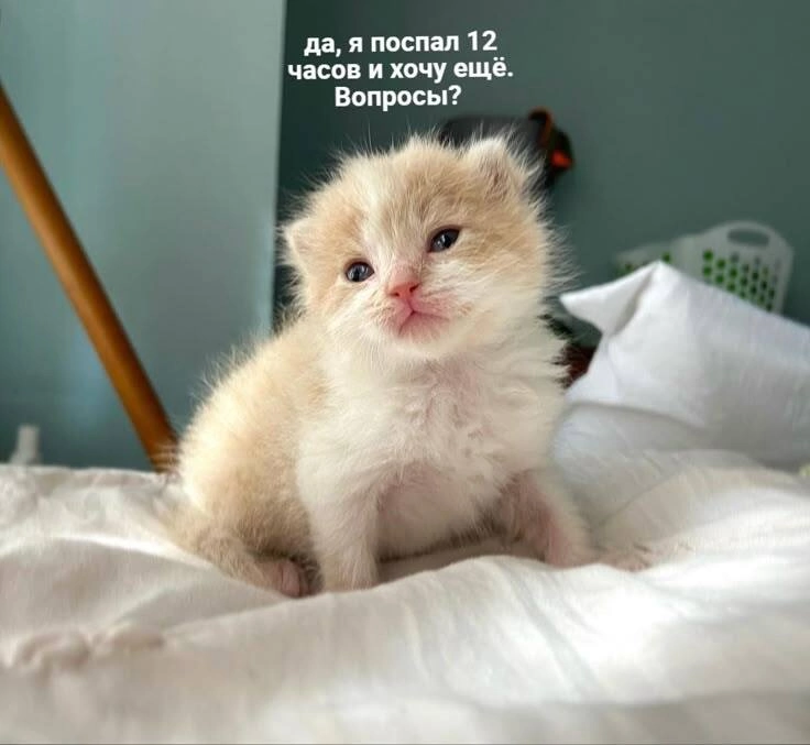 Мемы с котами 2025: смешные, популярные, фото, с надписями - Чемпионат