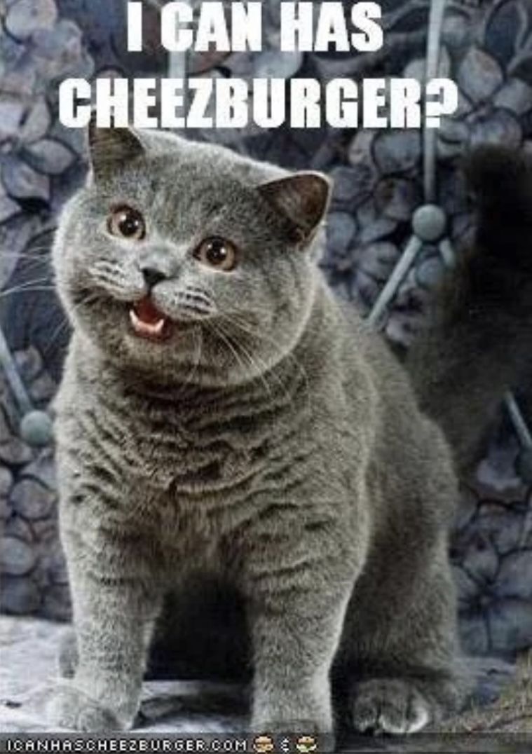 Мемы с котами 2025: смешные, популярные, фото, с надписями - Чемпионат