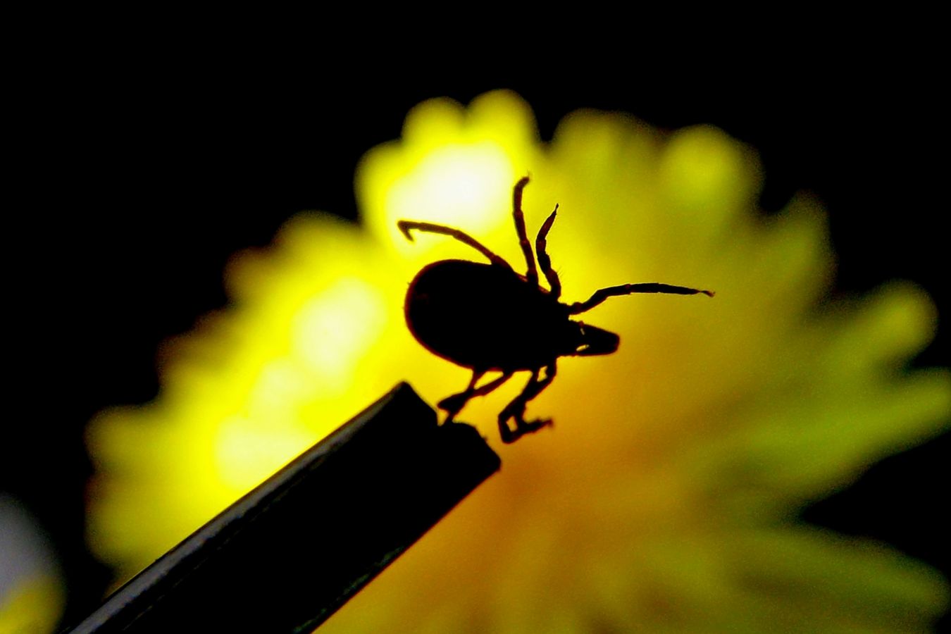 Остерегайтесь клещей: эксперты назвали ключевые симптомы болезни Лайма ...